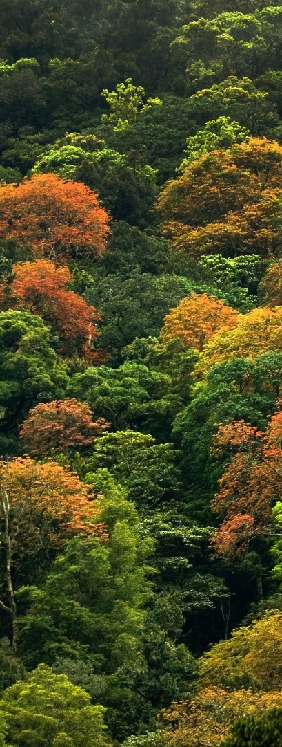 Portes automatiques innovantes | Softica